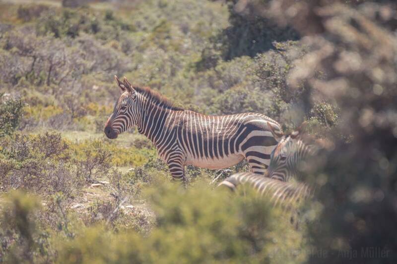 De Hoop Nature Reserve: Geheimtipp in Südafrika