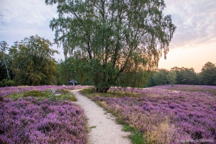 Wann die Lüneburger Heide am schönsten ist – zur Heideblüte