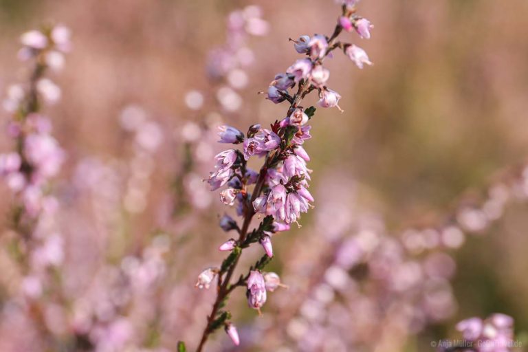 Wann die Lüneburger Heide am schönsten ist – zur Heideblüte